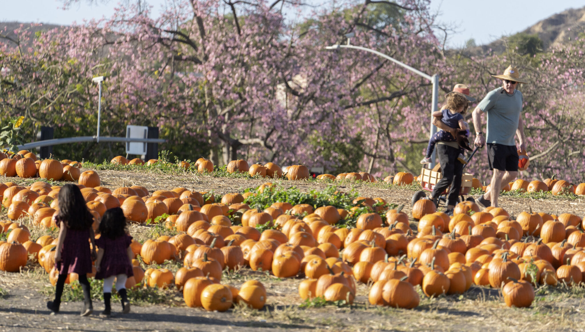 CPP pumpkin fest is back | Claremont COURIER